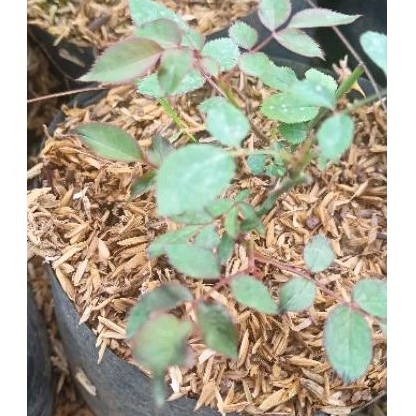 assorted ROOTED pitimini rose(potted) | Shopee Philippines