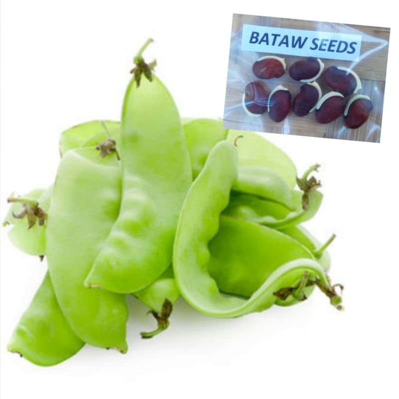 Bataw Seeds 6 Seeds Per Pack Hyacinth Bean | Shopee Philippines