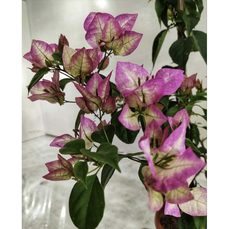 TOP RARE IMPORTED BOUGAINVILLEAS ROOTED COLLECTION (FOR SURE BUYERS ...