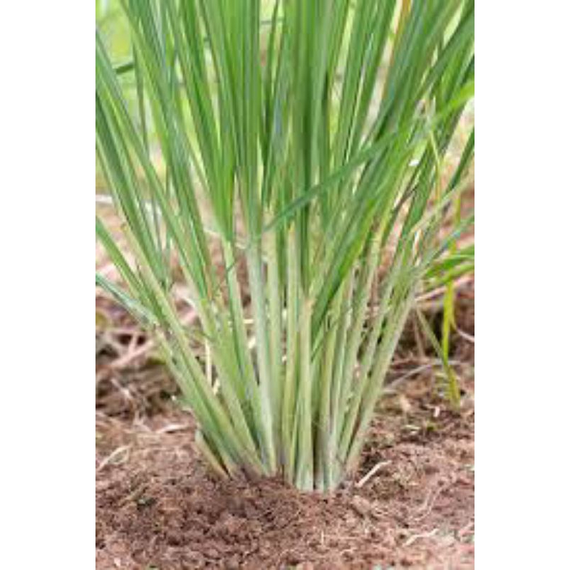 Tanglad Lemongrass stalk planting pangtanim 5 pcs. | Shopee Philippines