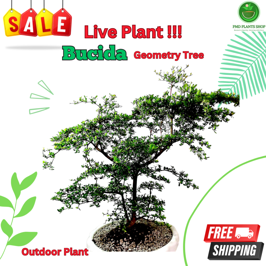Bucida Plant (Geometry Tree). Ideal for bonsai, landscaping and outdoor ...