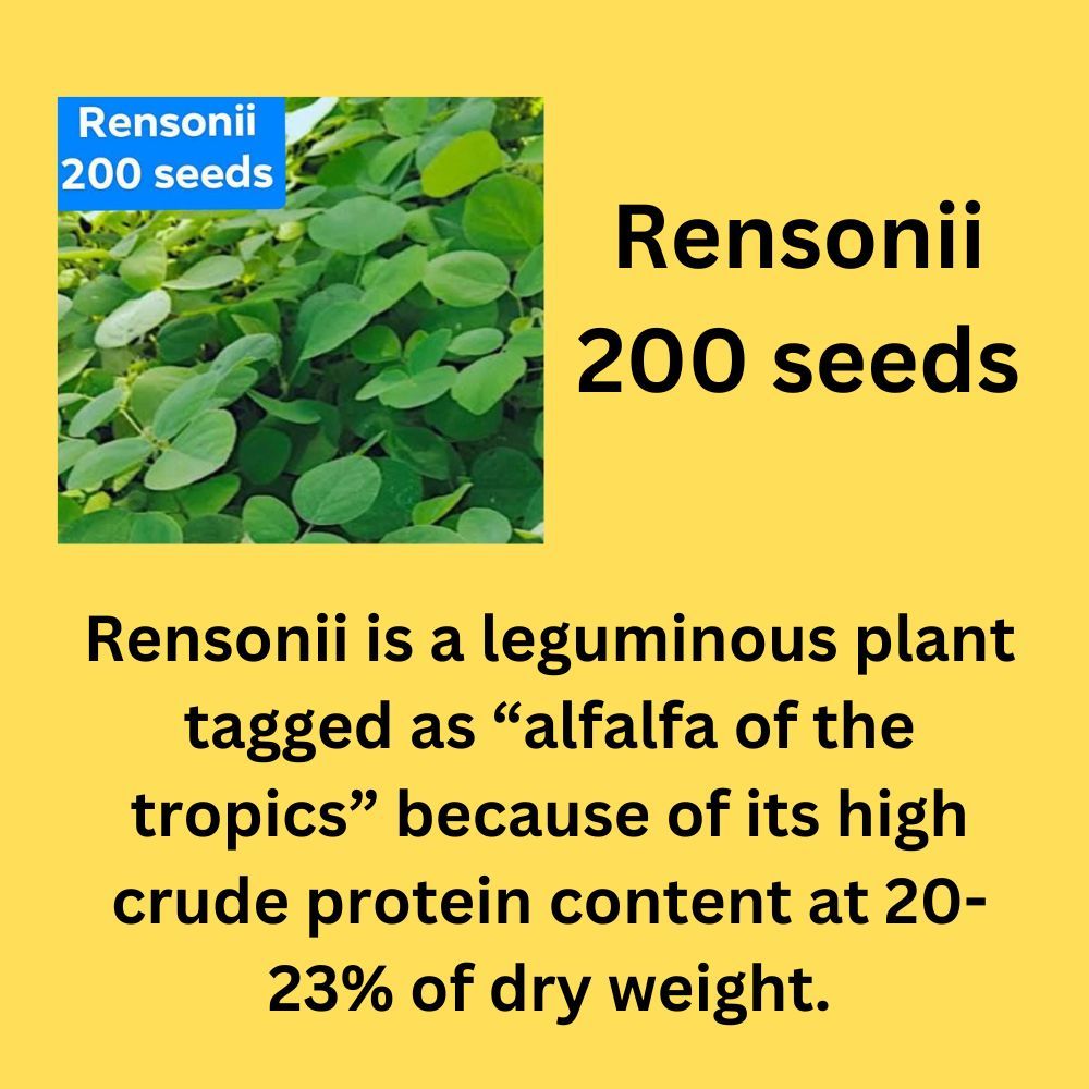 Rensonii 200 seeds Forage Seeds/Desmodium cinereum seeds for livestock ...