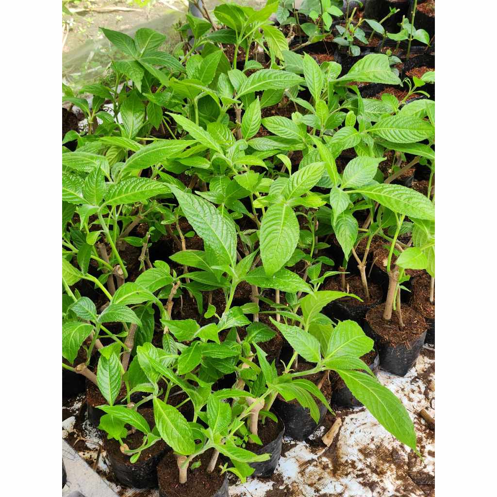 Madre De Agua (Trichanthera gigantea) rooted, seedling in 1 bag ...