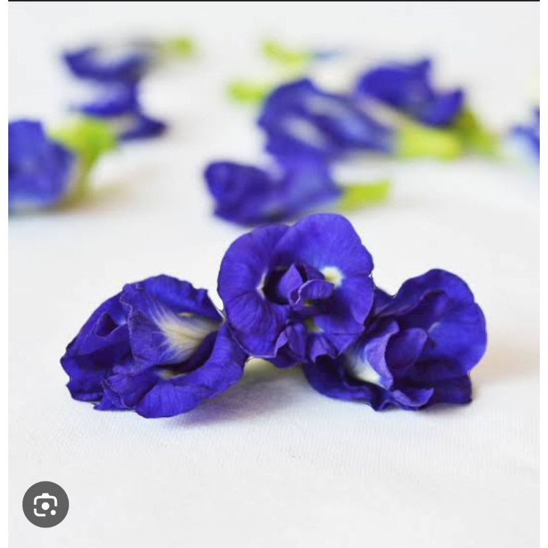 Blue ternate freshly pick flowers(40pieces) | Shopee Philippines