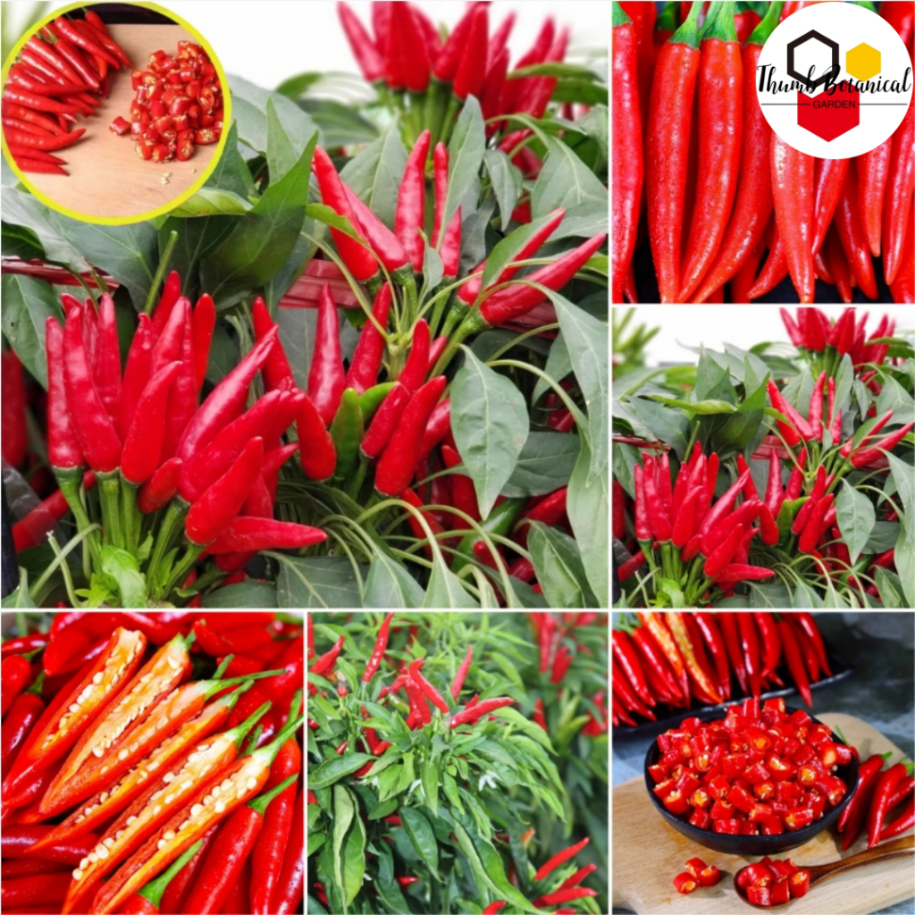 100 Seeds/pack Siling Labuyo Hybrid - Hot Pepper Taiwan Chili / Siling ...