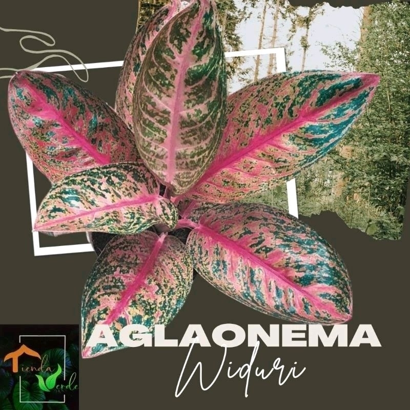 Aglaonema Red Widuri in a Pot for House and Garden Decorations | Shopee ...