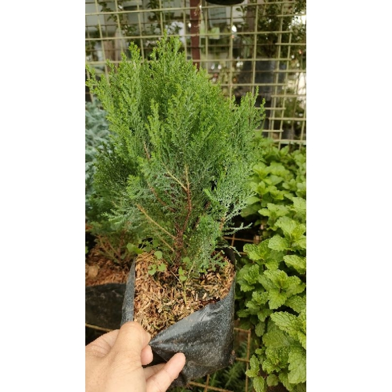 CUNIFER CYPRESS COLLECTION(SMALL POT) | Shopee Philippines