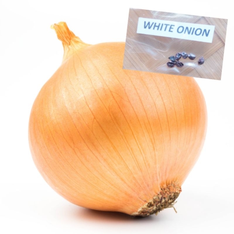 Puting Sibuyas Seeds (7Pcs/Pack) White Onion | Shopee Philippines