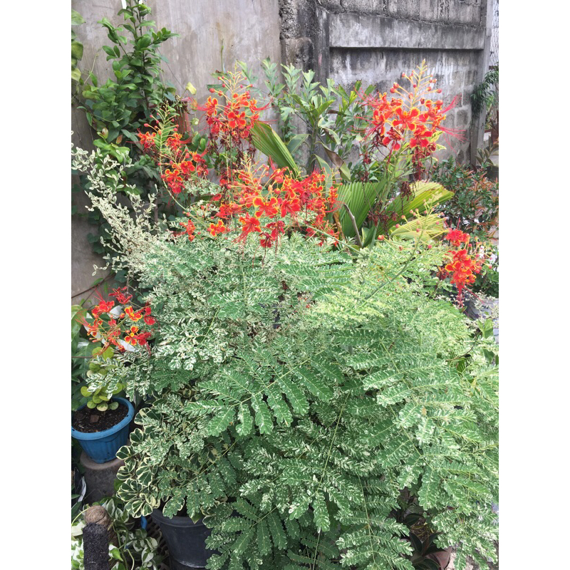 Variegated Caballero/Fire Tree!!READ DESCRIPION!! | Shopee Philippines