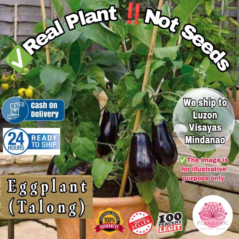 Eggplant Talong Seedling Live Plant | Shopee Philippines