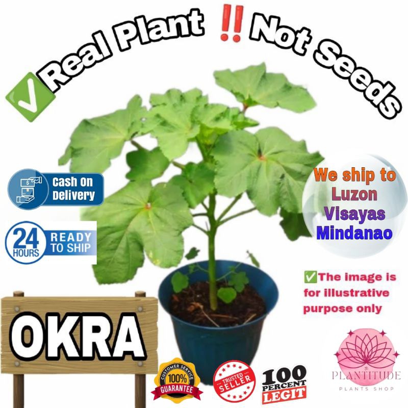 Okra Seedling Live Plant ‼️Not Seeds Lady's Fingers, Gumbo, Hibiscus ...