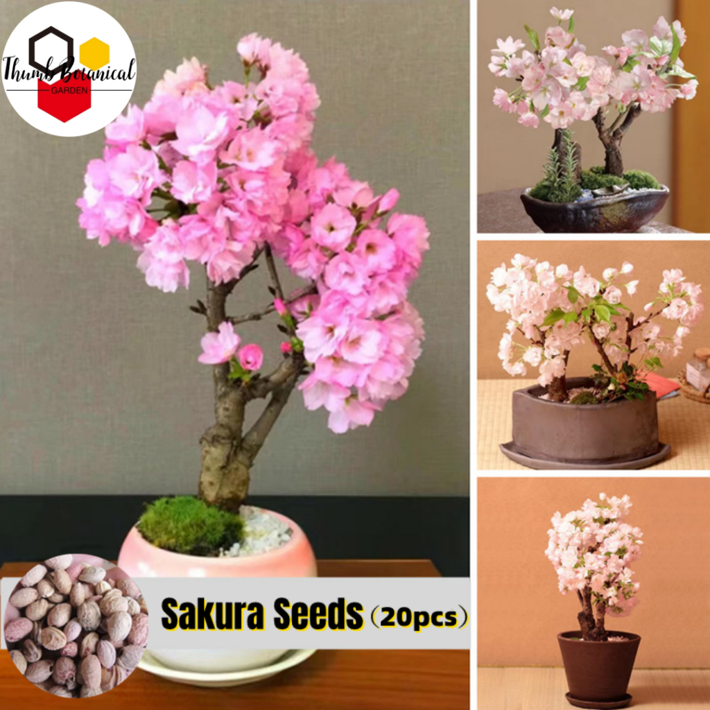 20seeds/pack Japanese Sakura Seeds Flower Seeds for Gardening Cherry ...
