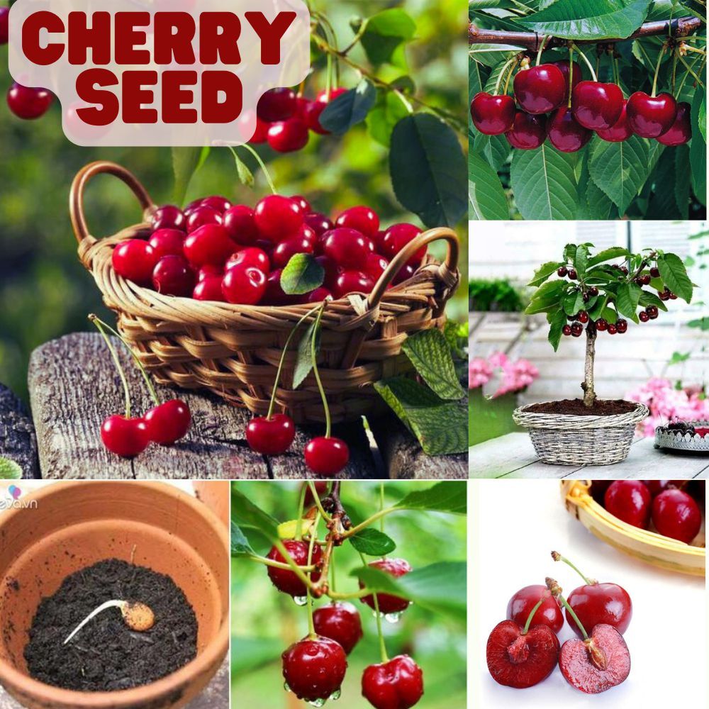 Sweet Cherry Seeds Fruit Seeds Bonsai Plants Indoor Plants Shopee 9822