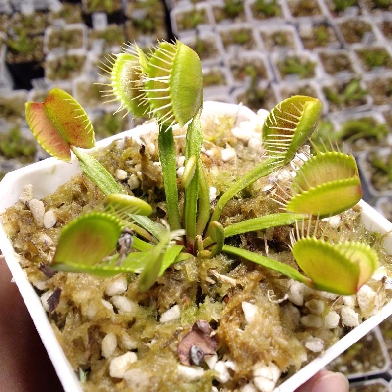 LONG RED FINGERS Venus flytrap (potted/ carnivorous plant / seeds ) | Shopee Philippines