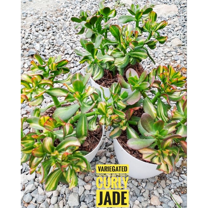 RARE VARIEGATED CURLY JADE | Shopee Philippines