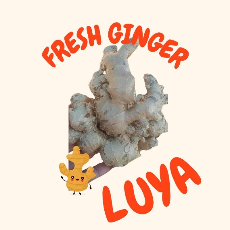 Luya Fresh Golden Ginger 1kilo | Shopee Philippines