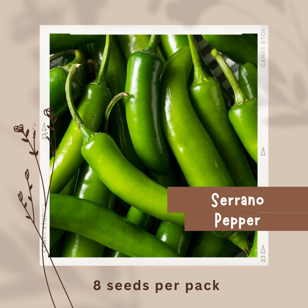 SERRANO PEPPER Seeds (8 seeds) for Planting / Gardening | Shopee ...