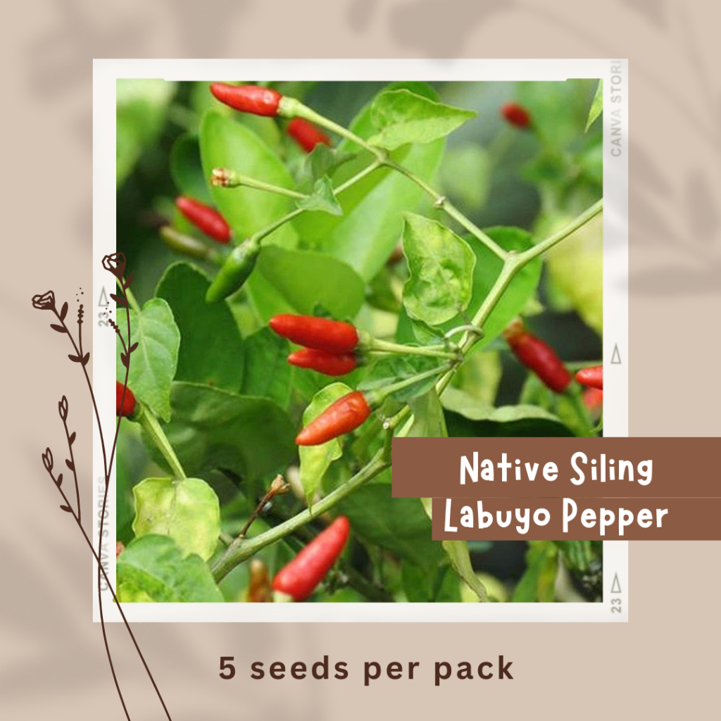 NATIVE SILING LABUYO PEPPER Seeds (5 seeds) for Planting / Gardening ...