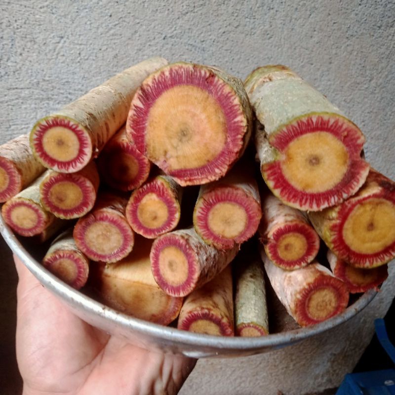 Red Alingatong Miracle Roots 1 kilo,! SULIT TIPID PRICE!! | Shopee Philippines