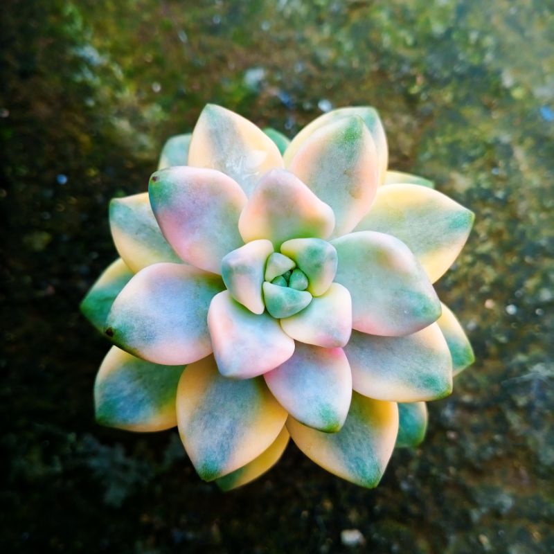 Variegated Succulents (regular to big size) | Shopee Philippines