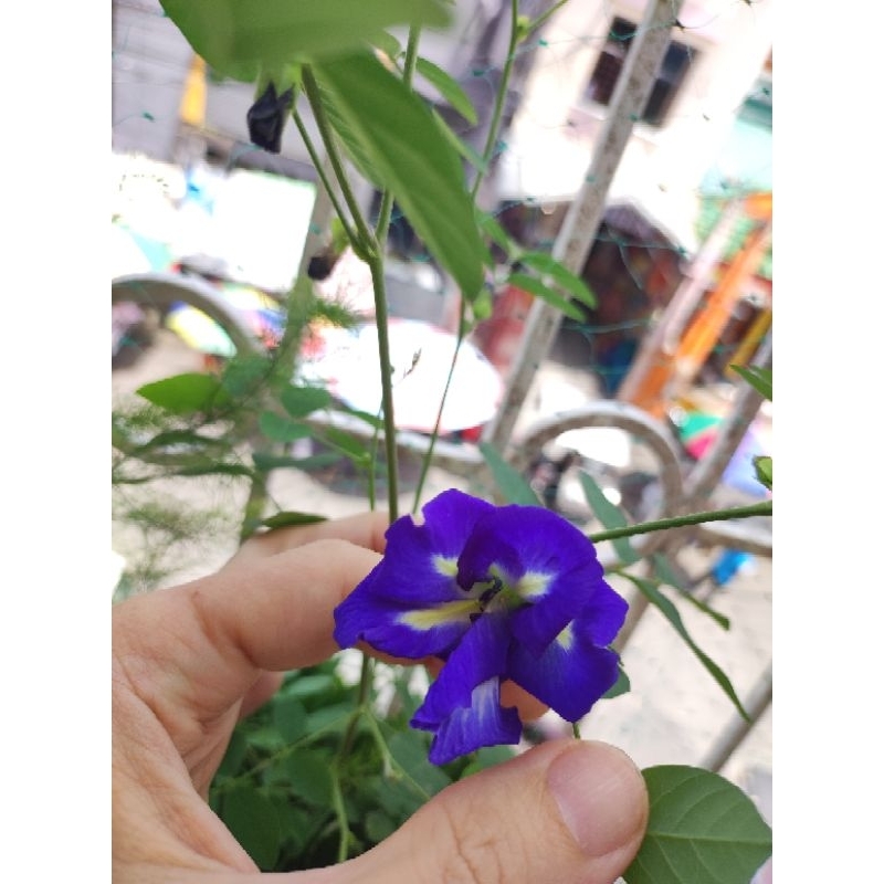 Blue Ternate Clitoria Ternatea Pukingan Rare Double Petal | Shopee ...