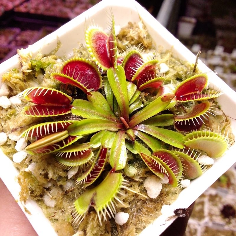 Venus Flytrap GINORMOUS (potted / carnivorous plant / seeds) | Shopee ...