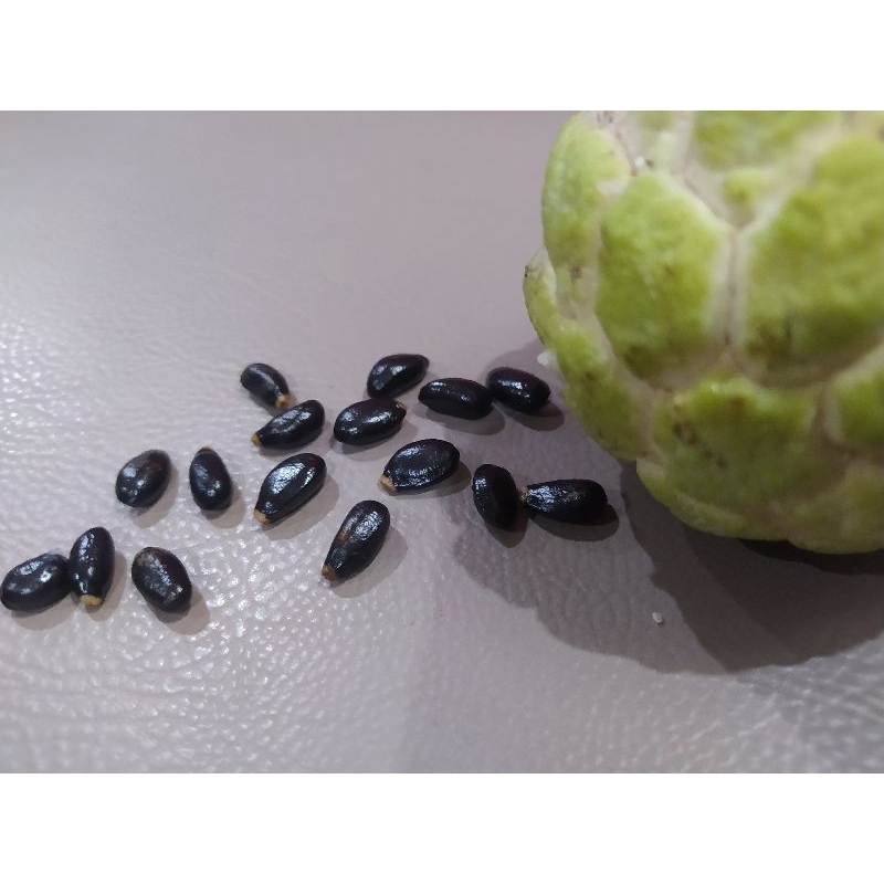 Atis Seeds and plant seedling Sweets Pangtanim | Shopee Philippines