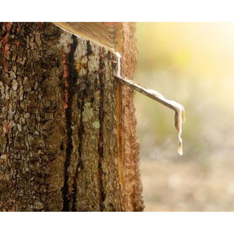 Rubber Tree Sap Spout Tadloy sa Goma 100pcs | Shopee Philippines