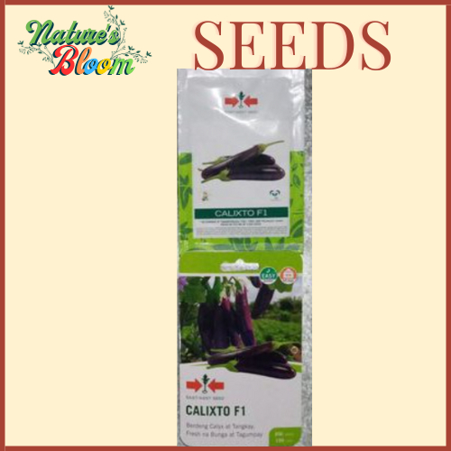 CALIXTO F1 (300seeds / 875 seeds) HYBRID EGGPLANT SEEDS BY EAST WEST ...