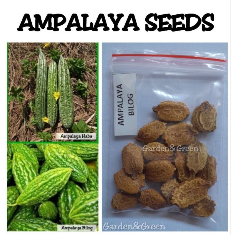 Ampalaya seeds bilog- haba seeds | Shopee Philippines