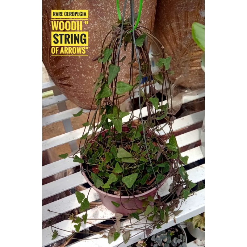 Rare String of arrows | Shopee Philippines