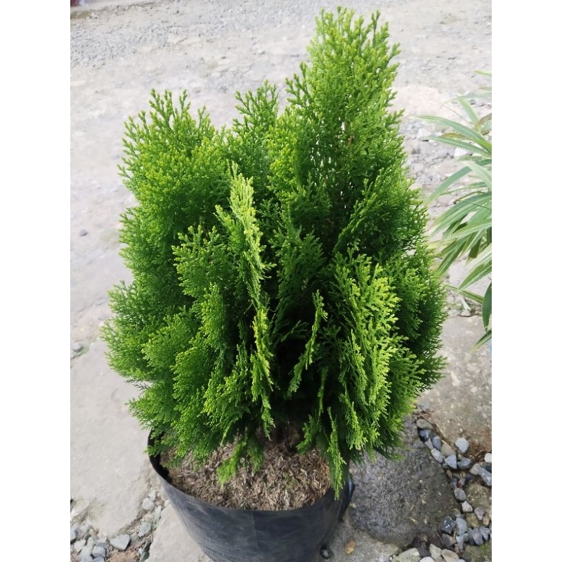 Fan Cypress Tree (For garden decor) | Shopee Philippines