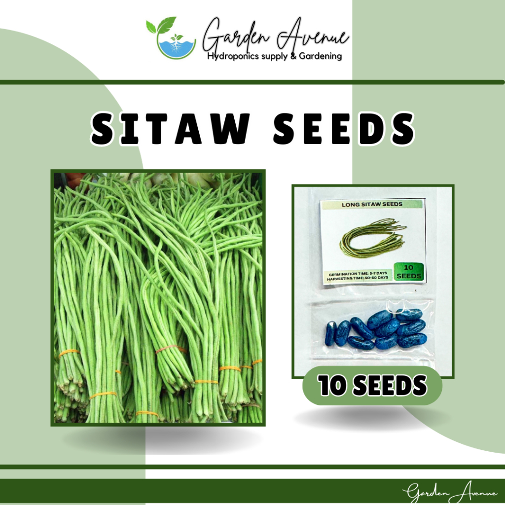 SULIT PACK! POLE SITAW SEEDS (10pcs seeds) MARIPOSA VARIETY/HYBRID/HIGH ...