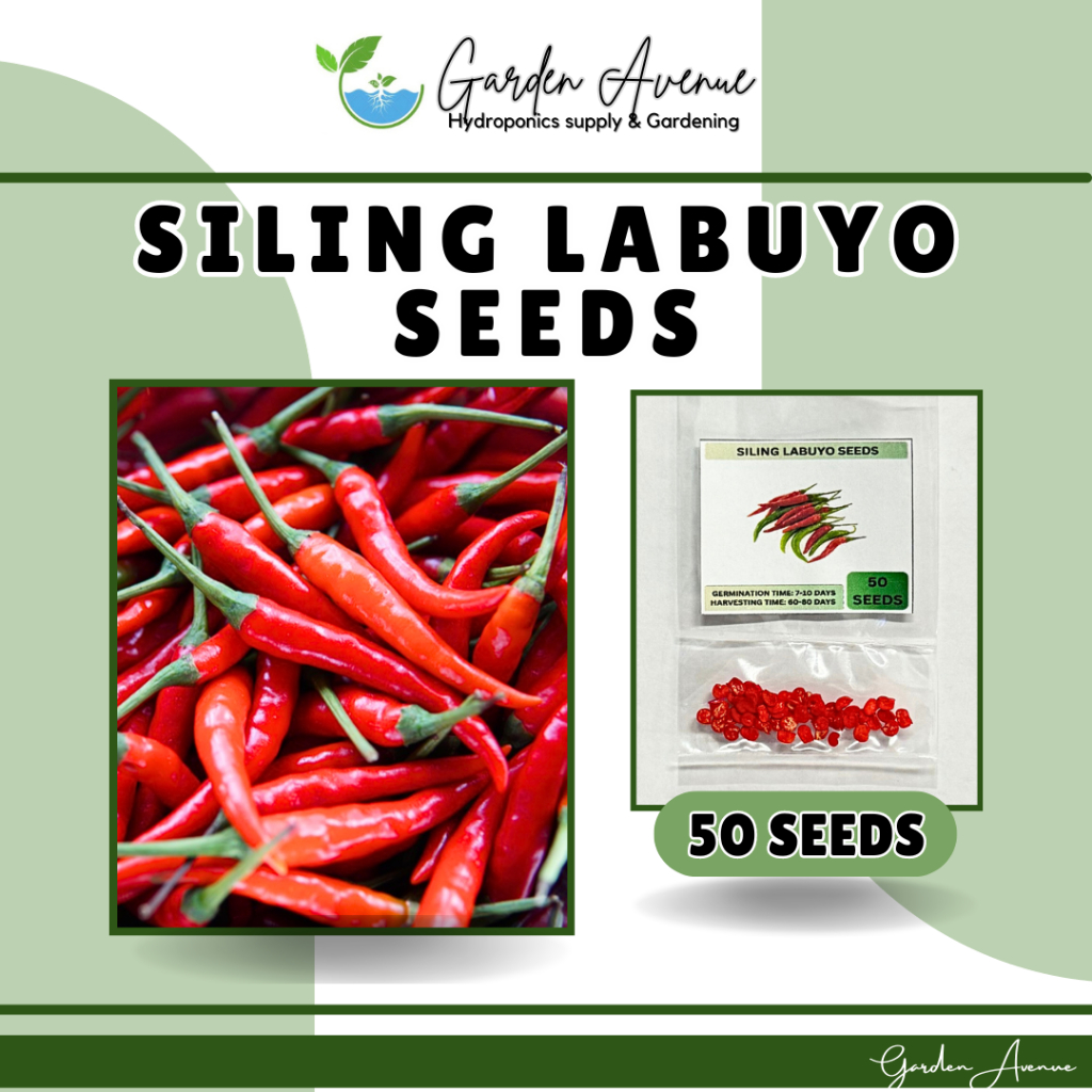 SULIT PACK! SILING LABUYO SEEDS (50 SEEDS) SUPER HOT/EASY TO GROW/HIGH ...
