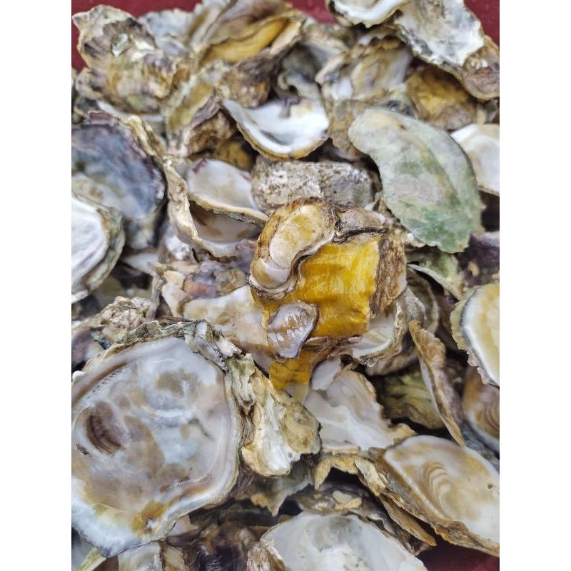 Oyster shell talaba in net bag Washed and Sundried | Shopee Philippines