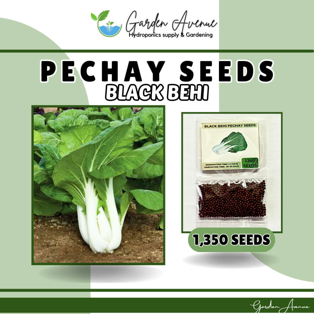 BLACK BEHI PECHAY SEEDS (1,350 SEEDS) - FOR PLANTING/EASY TO GROW ...