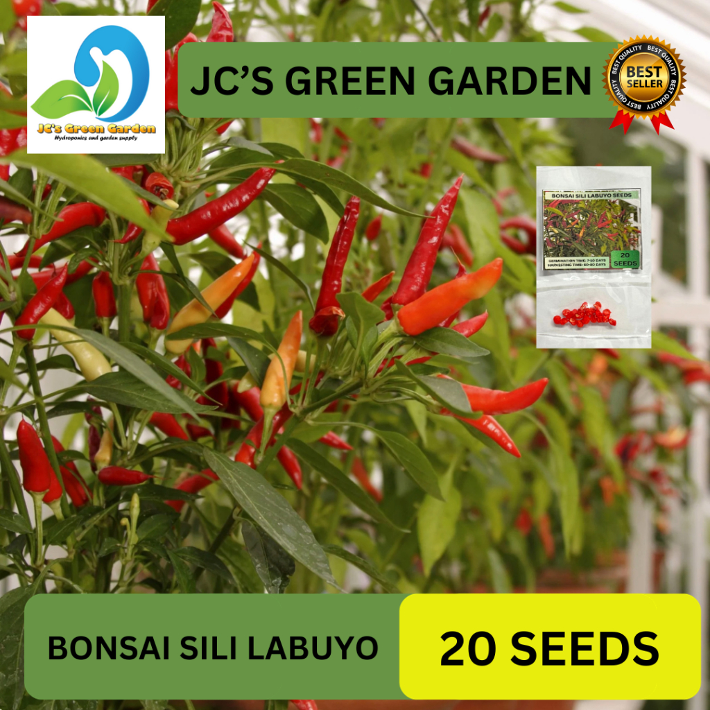 VALUE PACK (20 SEEDS) - BONSAI SILING LABUYO/FAST GROWING/FOR POT AND ...