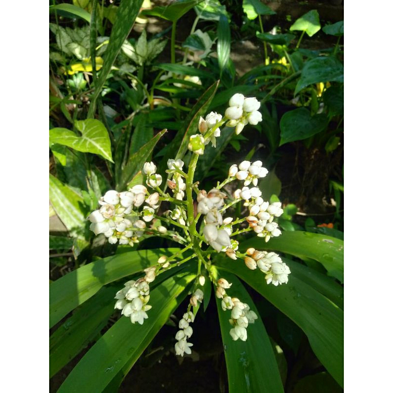 XIPHIDIUM CAERULEUM/CARIBBEAN LILY/LIVE PALMITA(small -medium-big ...