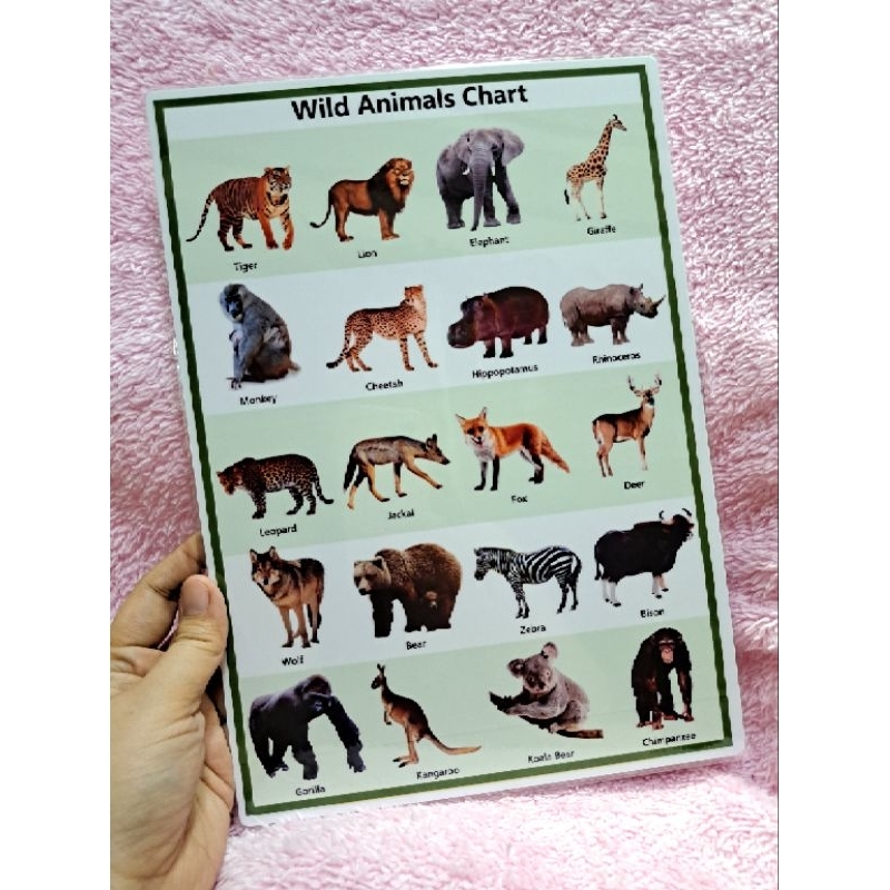 Wild Animals Charts for kids(teacher pher) | Shopee Philippines
