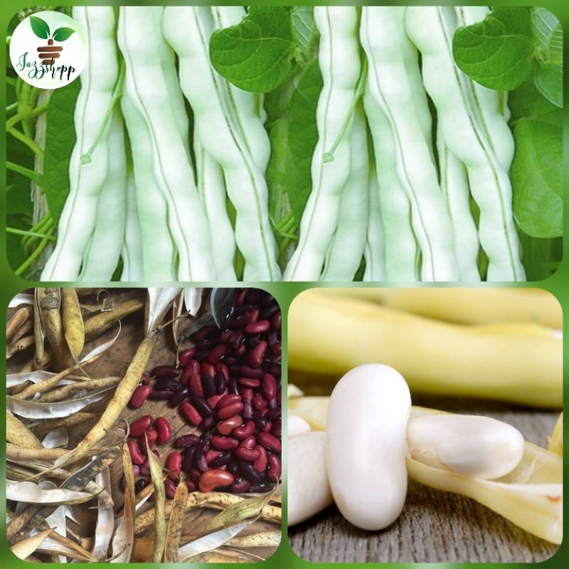 WHITE KIDNEY BEANS/RED KIDNEY BEANS SEEDS FOR PLANTING(30SEEDS ...