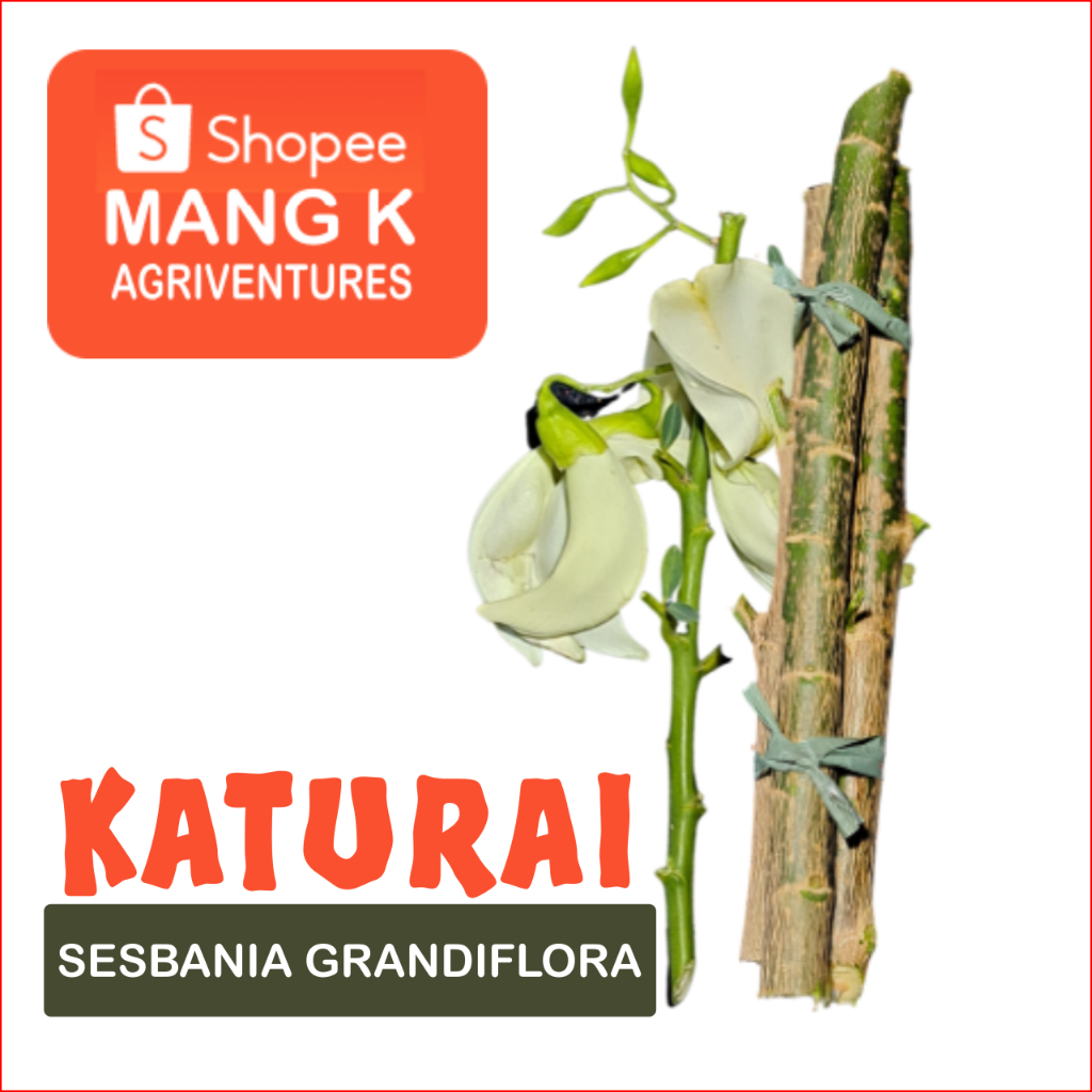 KATURAY Sesbania Grandiflora| LEGUMBRE pakain sa BAKA TUPA KAMBING at ...