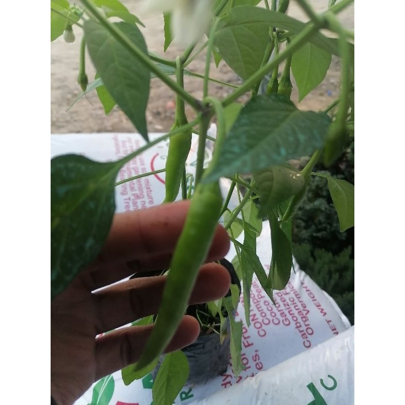 ( Siling Panigang ) | Shopee Philippines