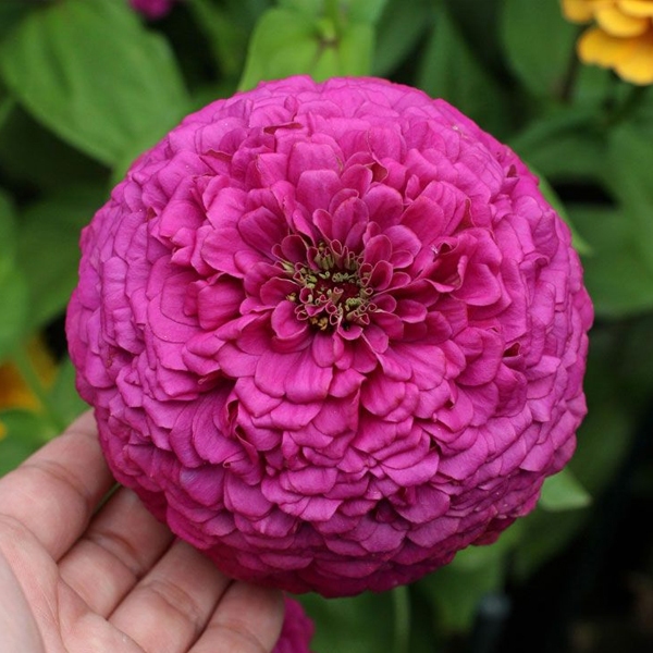 California Giant Zinnia Seeds Mix Color Zinnia Seeds Giant California ...