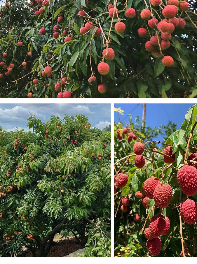 Authentic Litchi Grafted Seedling Potted Plant, Seedless Litchi ...