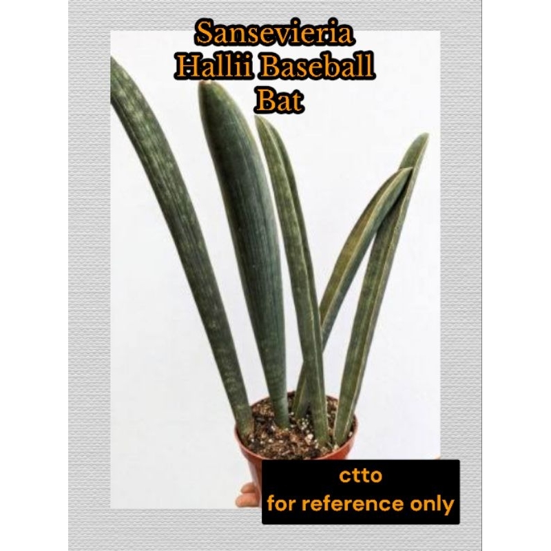 Sansevieria Hallii Baseball Bat | Shopee Philippines
