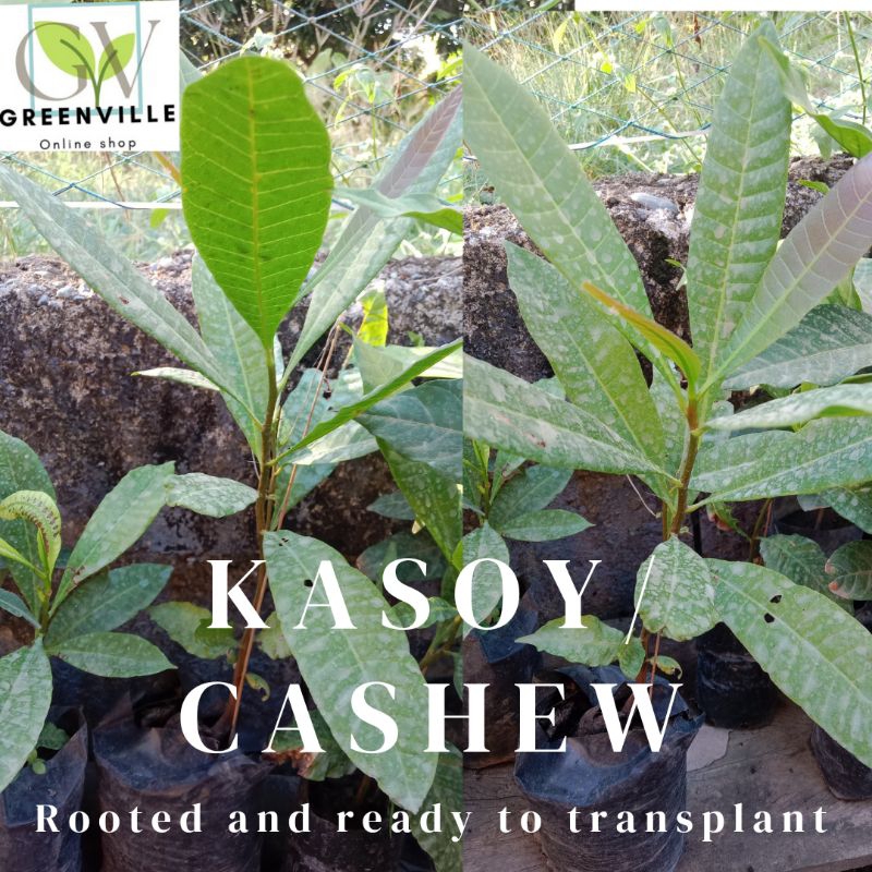 CASHEW / KASOY seedlings Buhay na 100% ready to transplant established ...