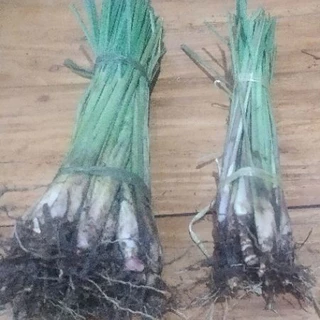 tanglad - Best Prices and Online Promos - Oct 2024 | Shopee Philippines