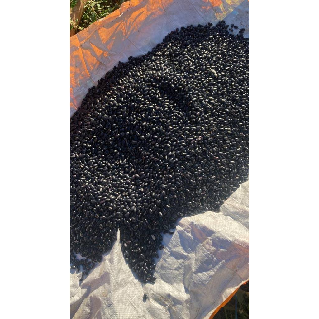 Baguio Beans Seeds (Variety - Mayabong) | Shopee Philippines