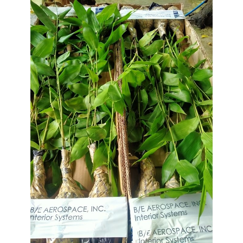 6pots.iron bamboo seedlings | Shopee Philippines