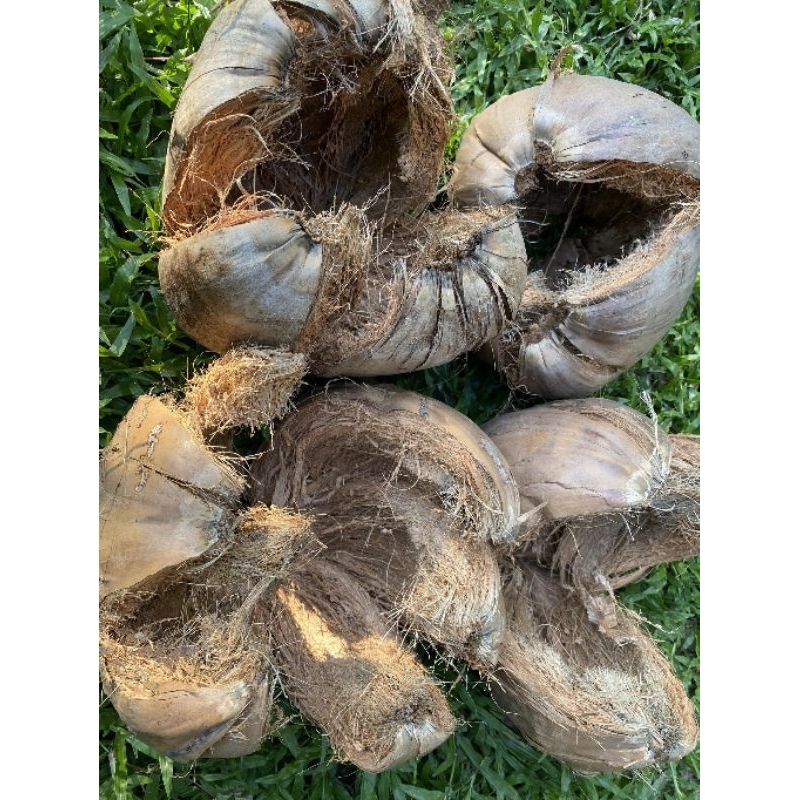 Coconut Husk (Bunot) 4pcs Whole for Orchids kapitan ng halaman | Shopee ...